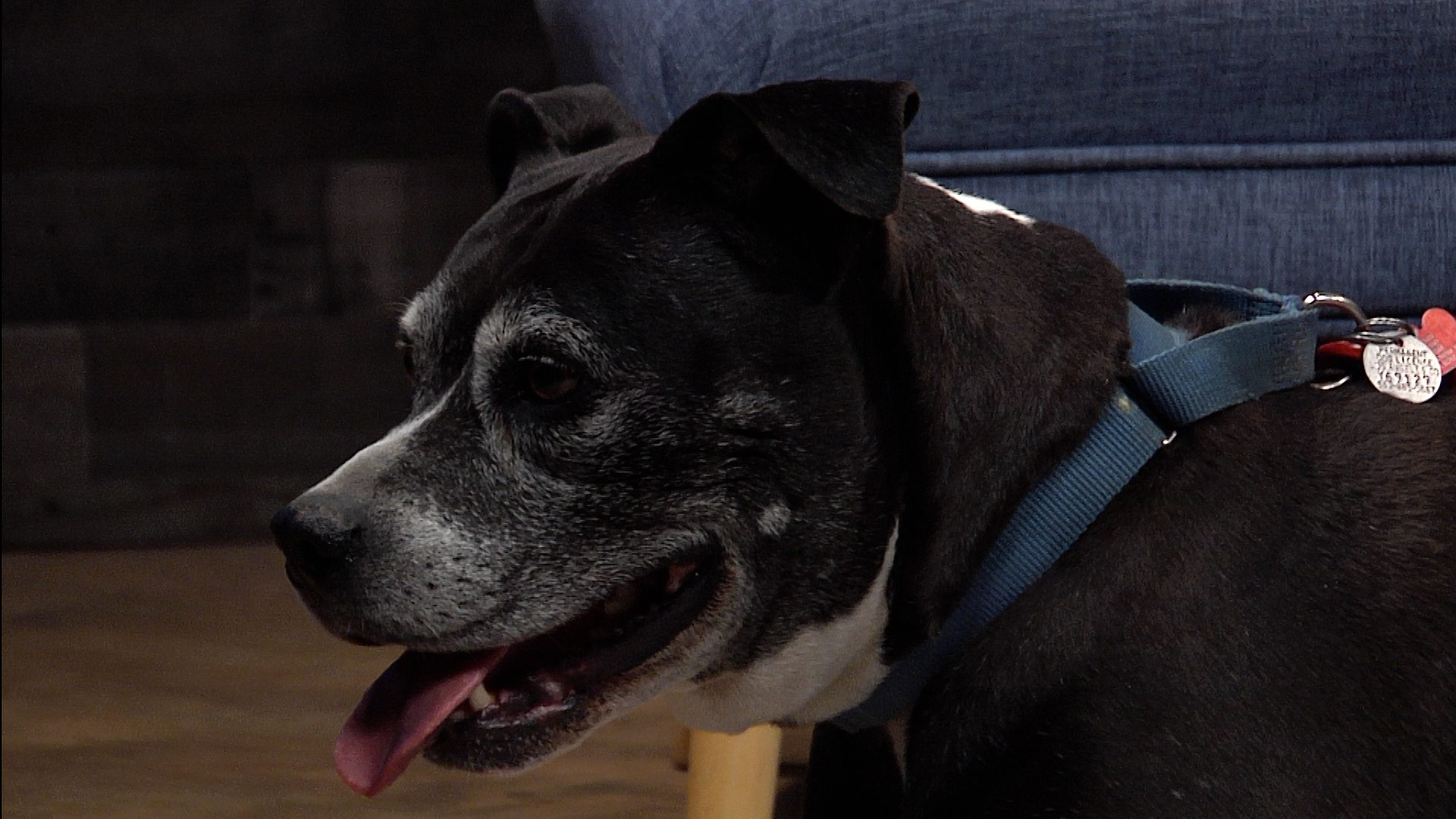 SCVTV.com | Community Corner: SCVTV’s Community Corner: Meet Adoption ...