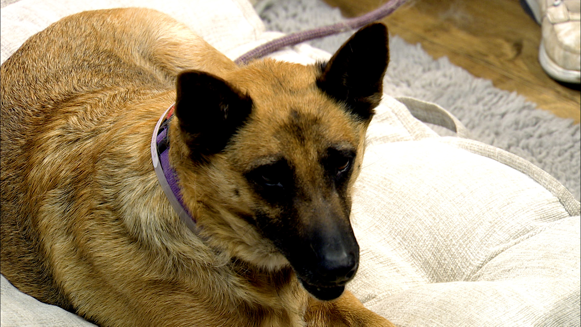 SCVTV.com | Community Corner: German Shepherd Ginger is Ready to Be Adopted