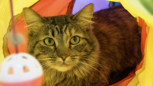 SCVTV.com | Nonprofits: See How ‘Save A Kitty’ Is Giving Forgotten Cats ...